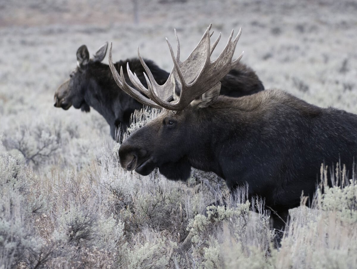 Know moose behavior to avoid conflicts | News, Sports, Jobs - Daily Herald